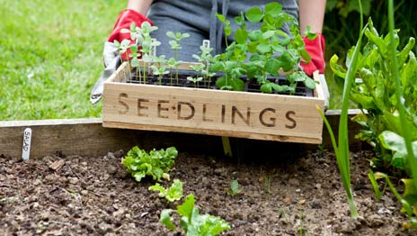 Spring gardening workshop | Victoria University
