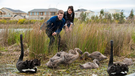 World-first website gives bird’s eye view of life with native ...