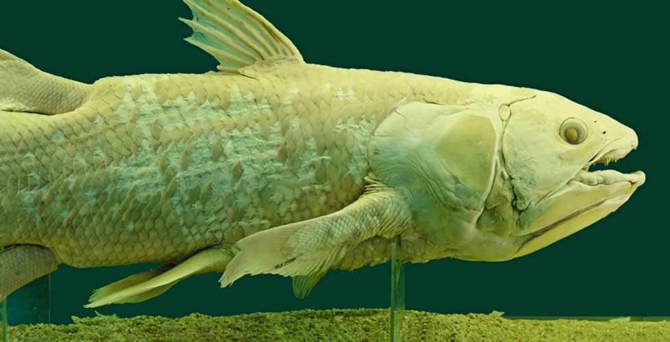 Ancient fish genome decoded | Victoria University