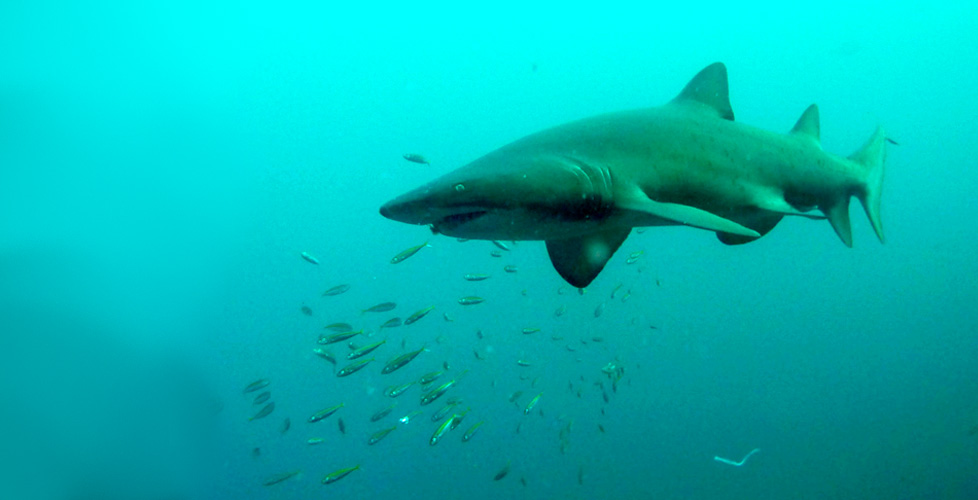 Understanding shark behavior | Victoria University